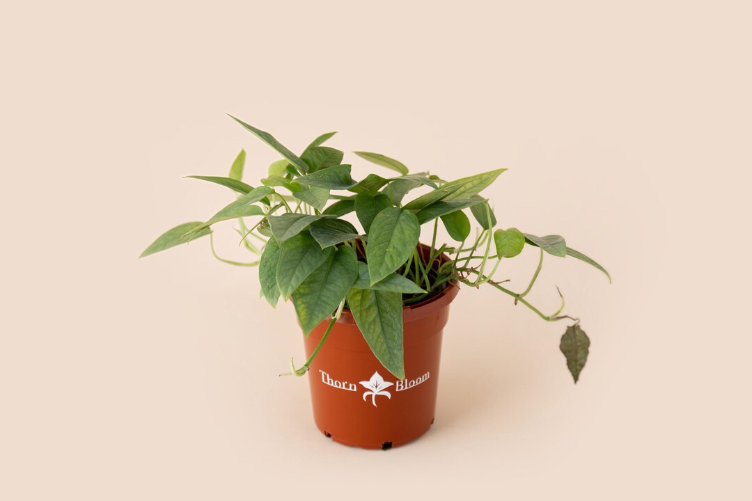 Pothos Cebu Blue Stunning Silver-blue Live 4" Indoor Plant Foliage Easy ...