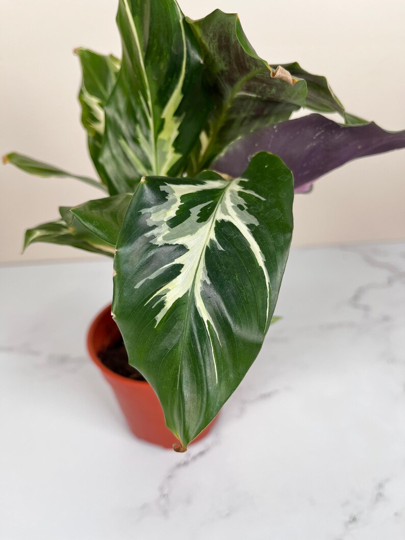 Calathea Stella Lush Low-maintenance Live Houseplant in 4" Pot – Unique ...