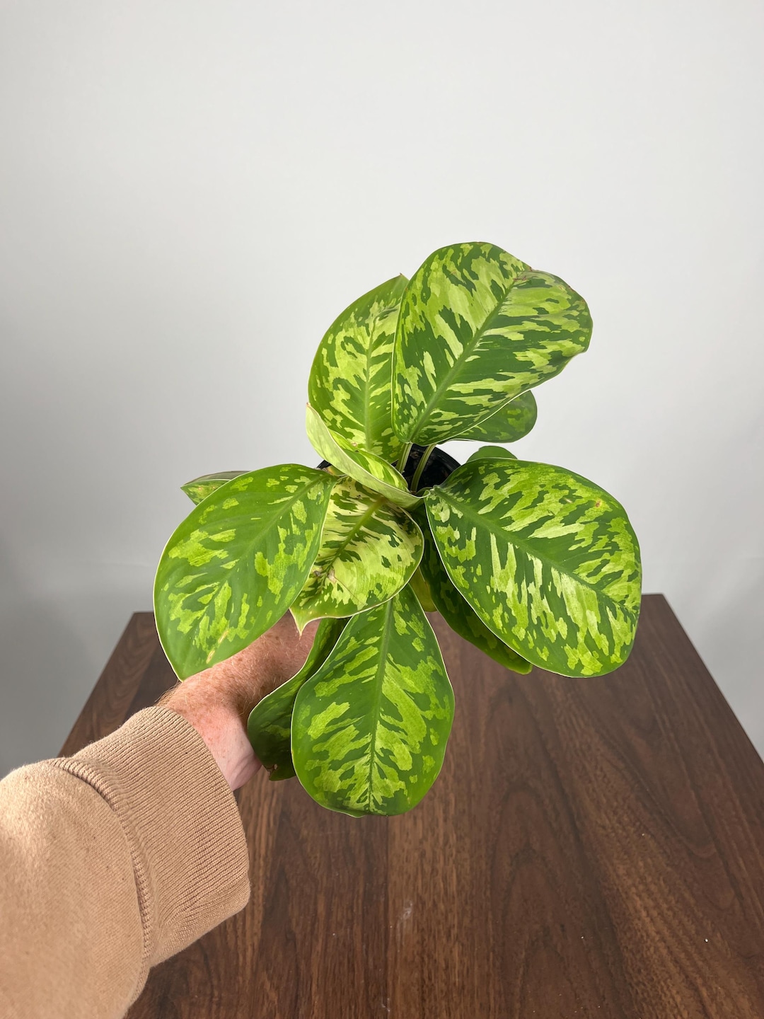 Homalomena Camouflage Live Large Round Green Leaves 4 Pot Houseplant ...