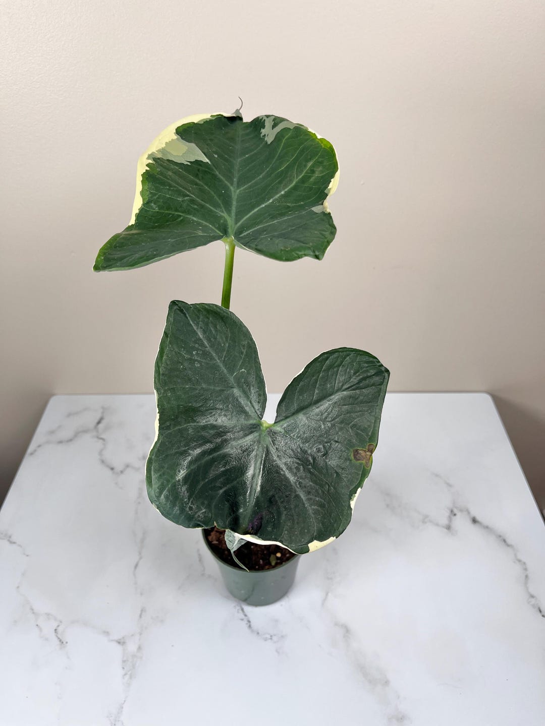 Alocasia Mickey Mouse Live 4" Unique Indoor Plant Yellow White ...