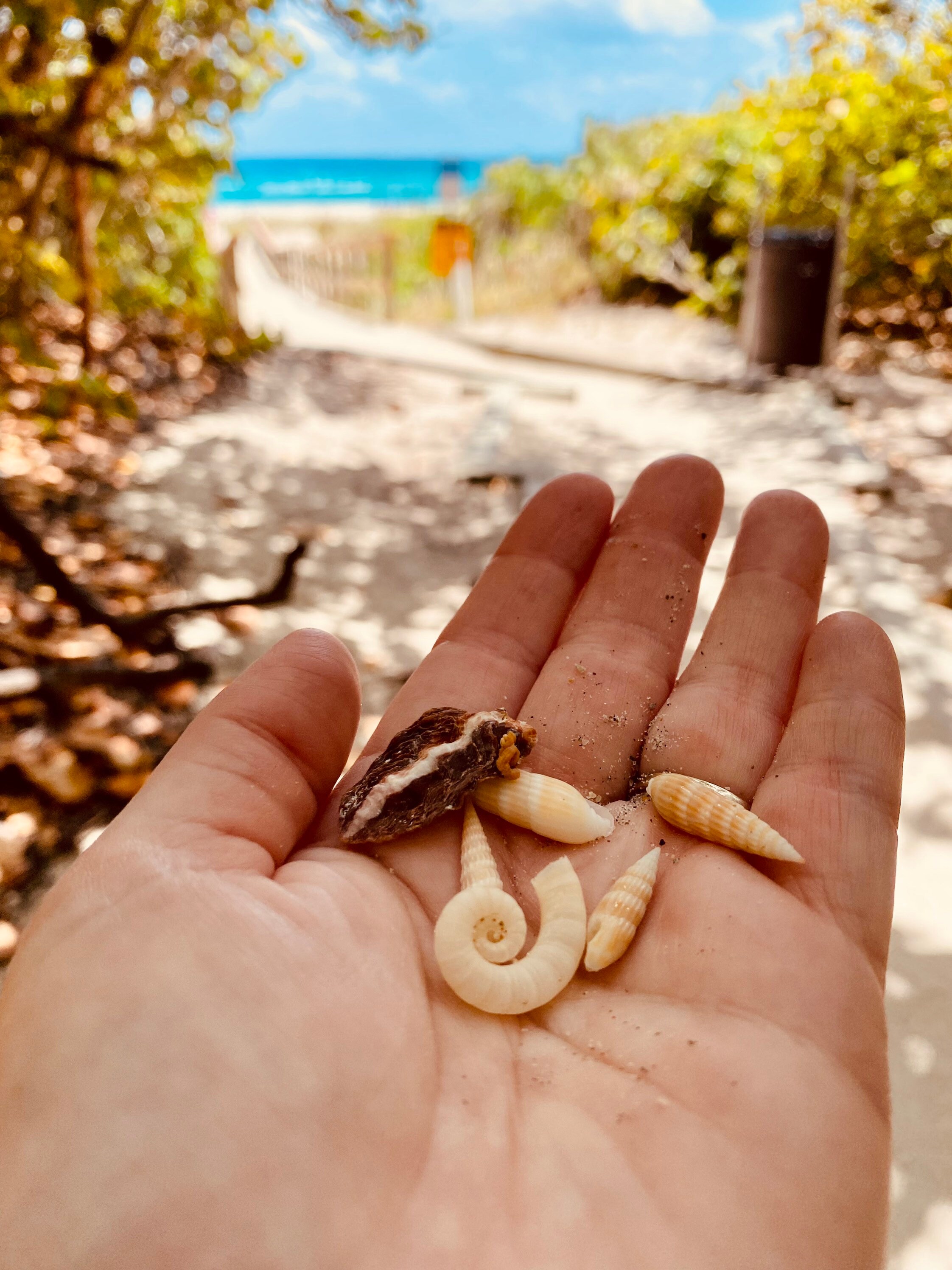 Gorgeous Seashells From Florida Perfect for Nautical Interior Design ...