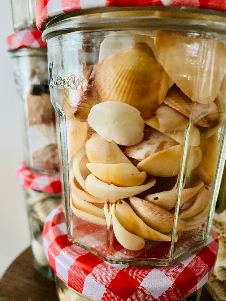 Gorgeous Seashells From Florida Perfect for Nautical Interior Design ...