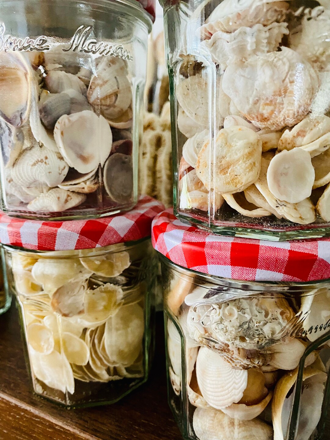 Gorgeous Seashells From Florida Perfect for Nautical Interior Design ...