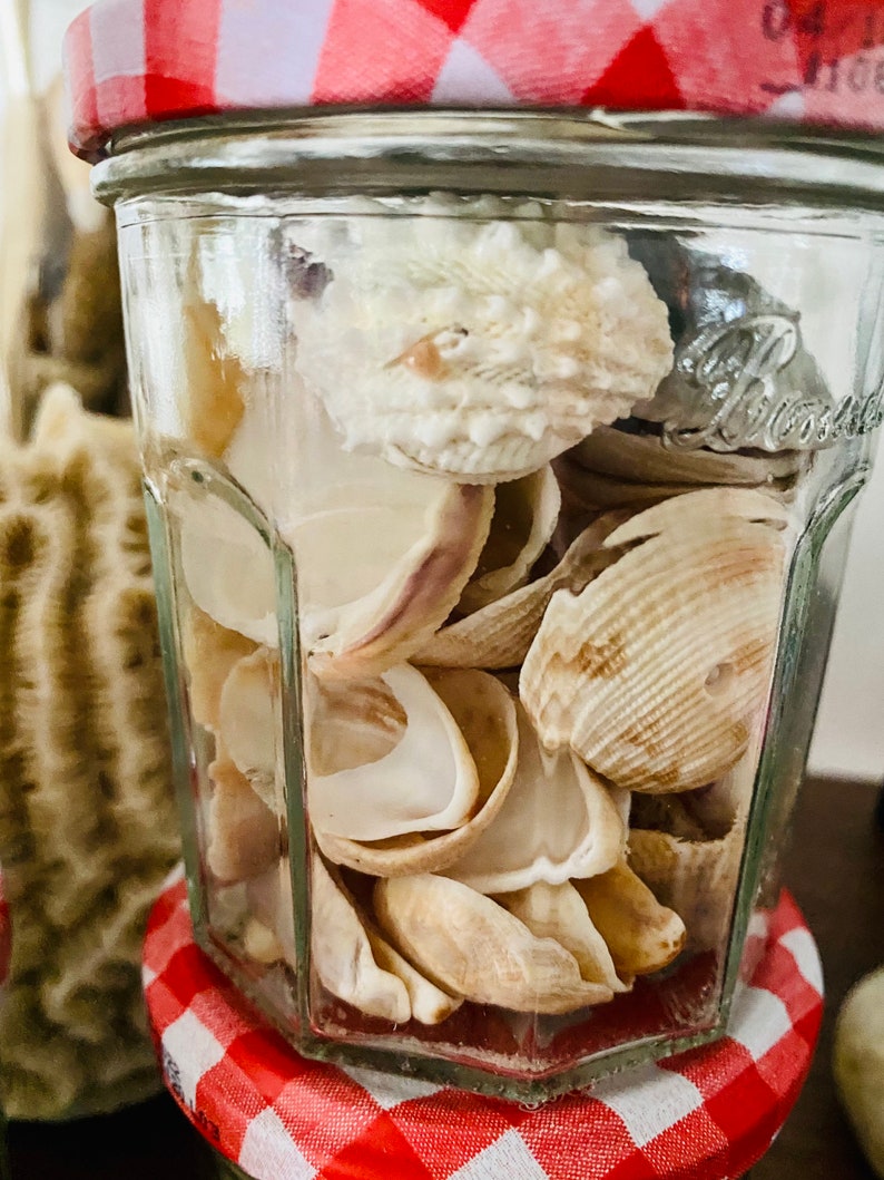 Gorgeous Seashells From Florida Perfect for Nautical Interior Design ...