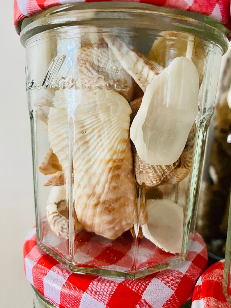 Gorgeous Seashells From Florida Perfect for Nautical Interior Design ...