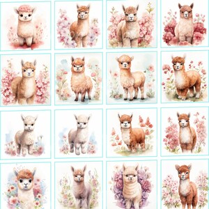 24 PNG Images Cute Watercolor Baby Alpacas Clipart Bundle Set, Boho ...