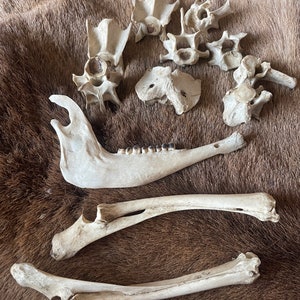 Sheep Bones, Found Vertebrae, Jaw Bones Etc Nature Crafts - Etsy
