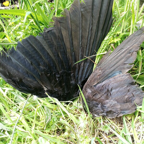 Smudge Fan - Etsy UK