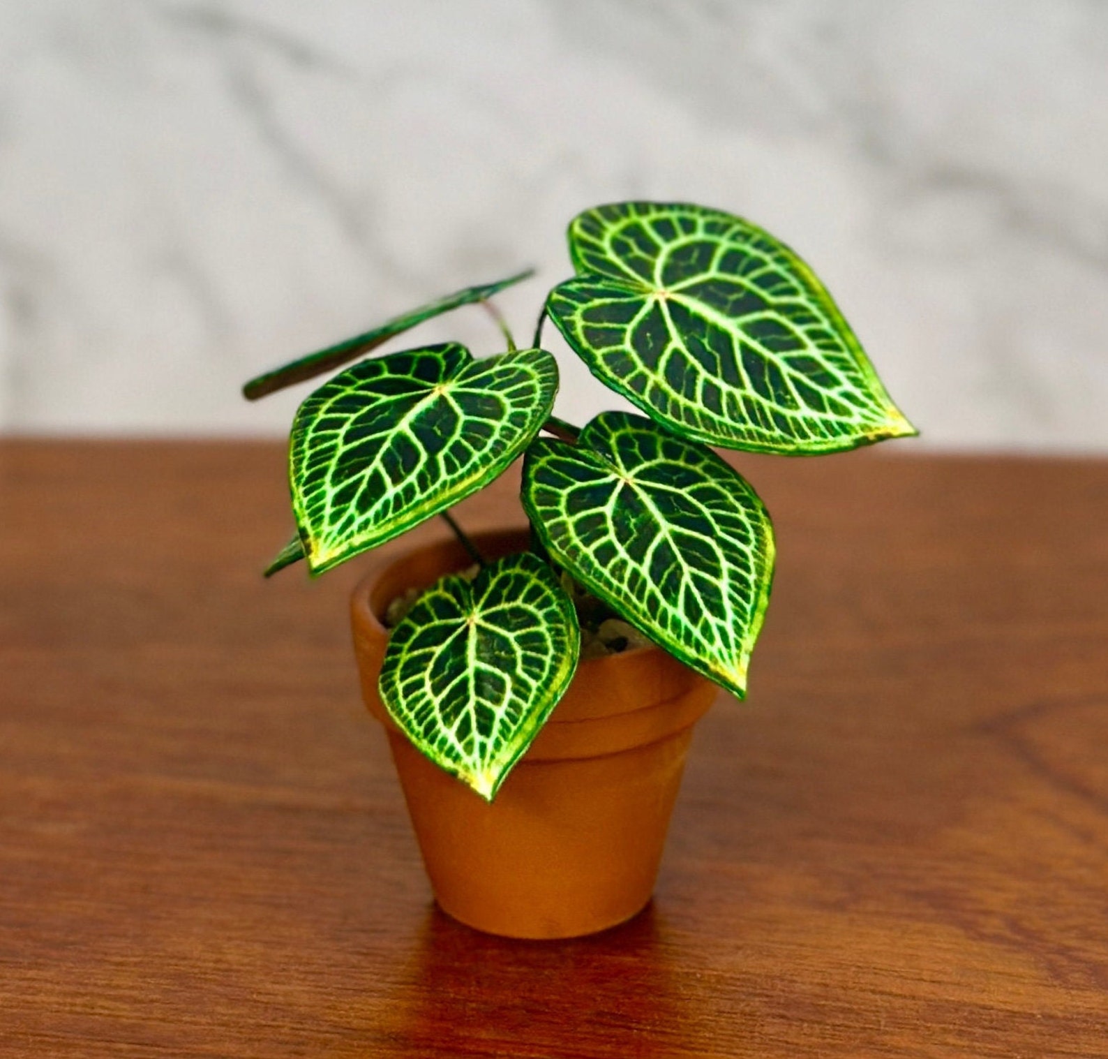 Handmade Miniature Anthurium Crystallinum Plant – 1/12 Scale Dollhouse ...