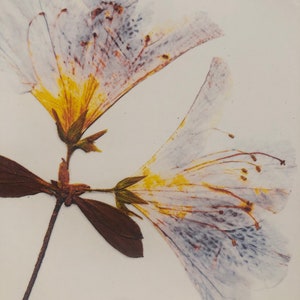 Pressed Azalea Ceramic Tile : Indoor and Outdoor Use, Decorative Tiles ...