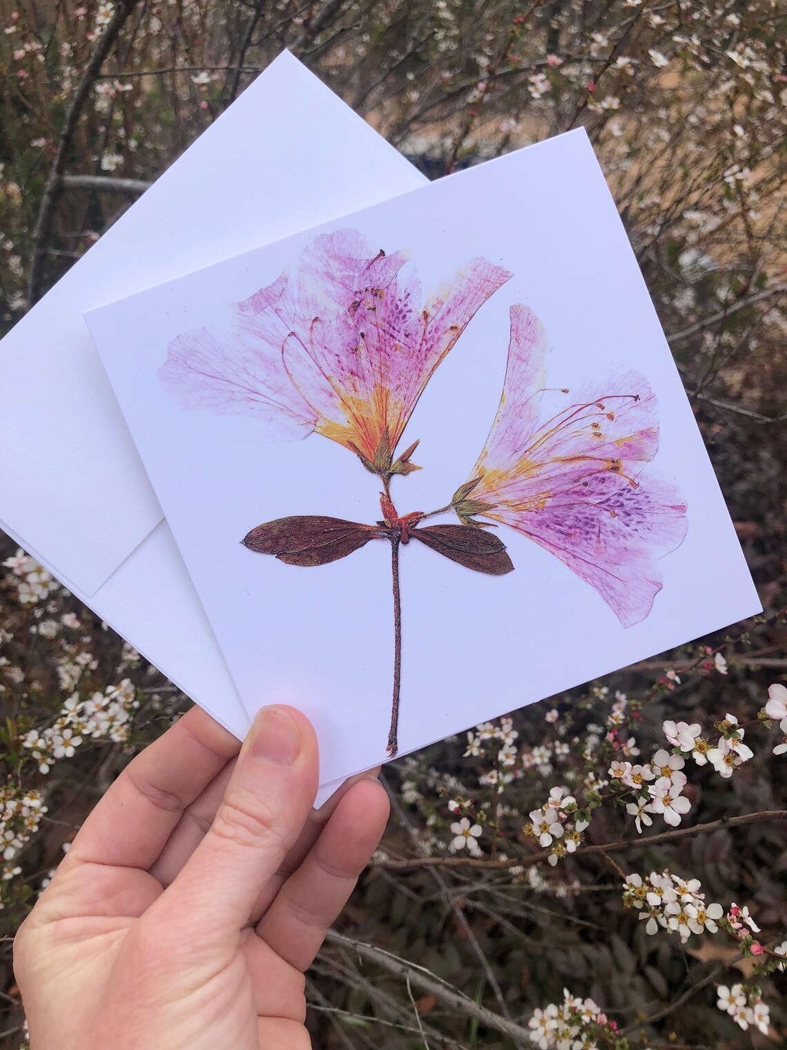 Pressed Azalea Square Blank Greeting Card - Etsy