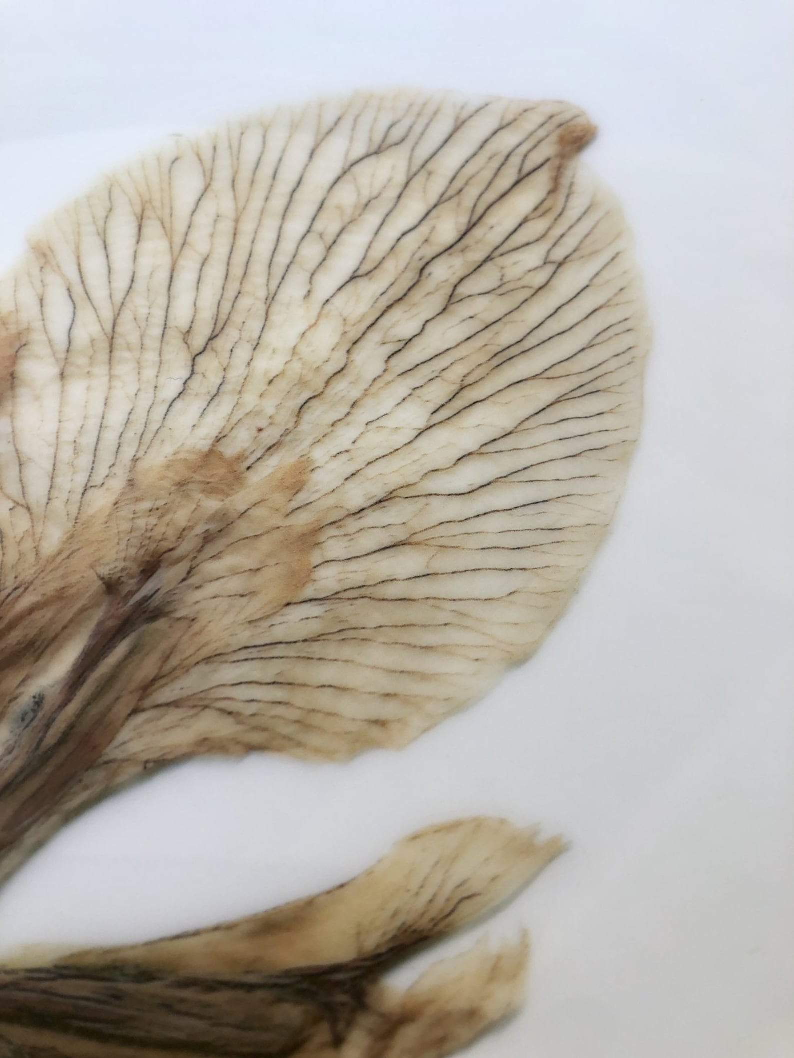 Pressed White Iris Plates Floral Decor Pressed Flower - Etsy