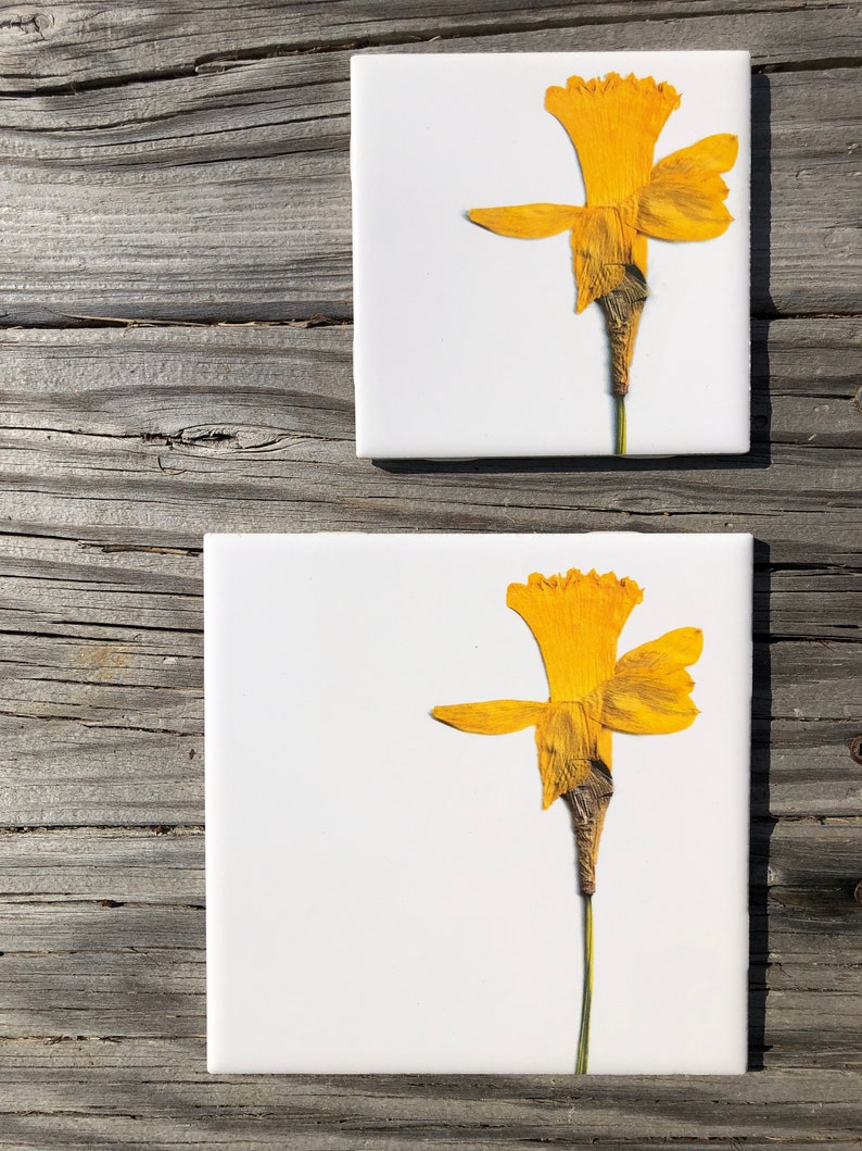 Daffodil Ceramic Tile : Indoor and Outdoor Use, Decorative Tiles - Etsy