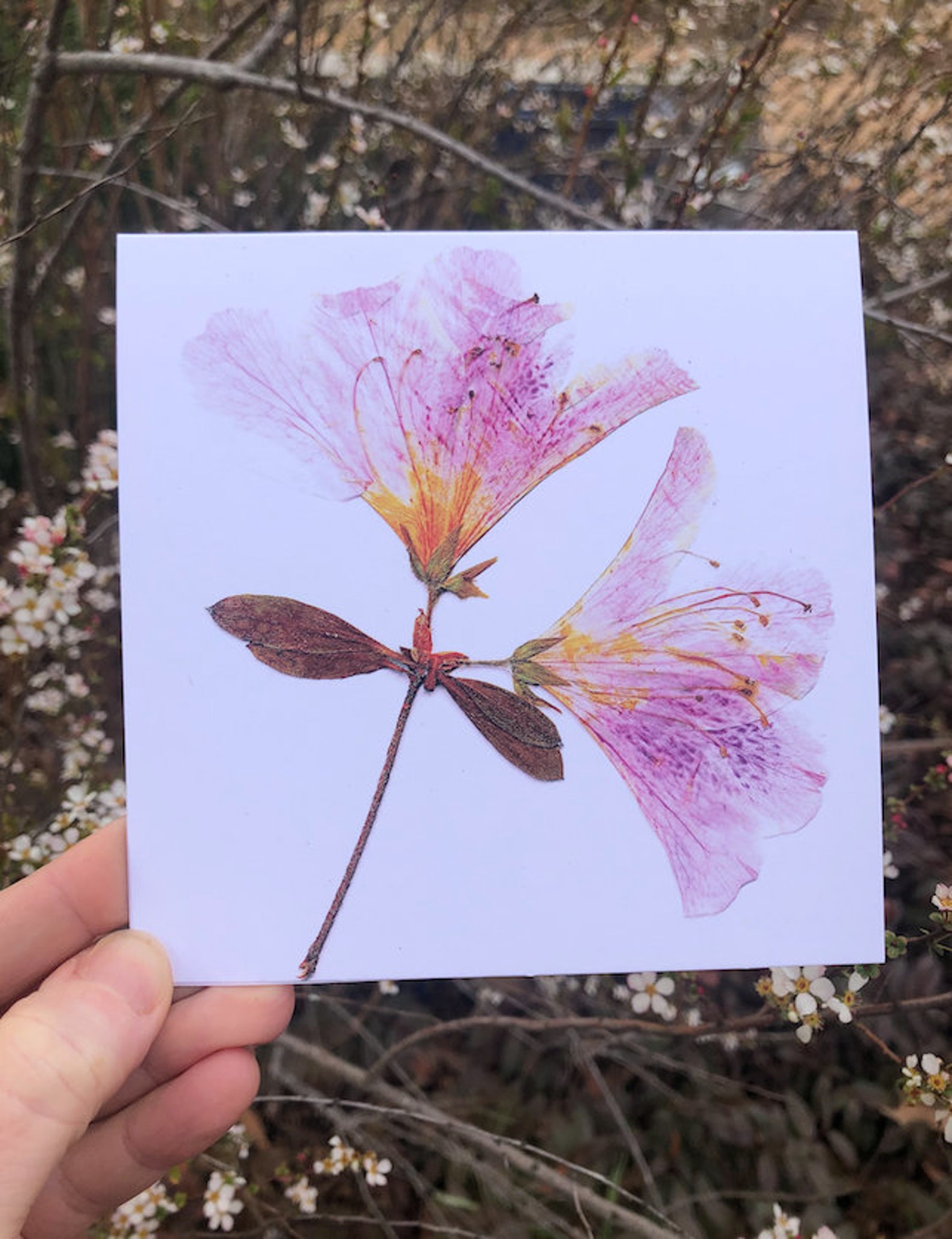 Pressed Azalea Square Blank Greeting Card | Etsy