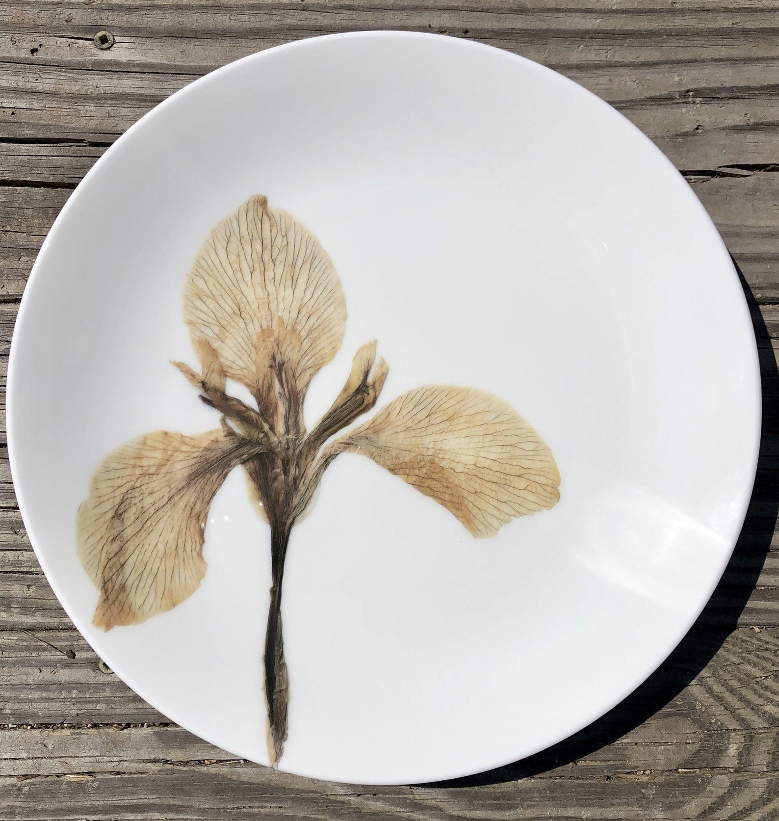 Pressed White Iris Plates Floral Decor Pressed Flower - Etsy