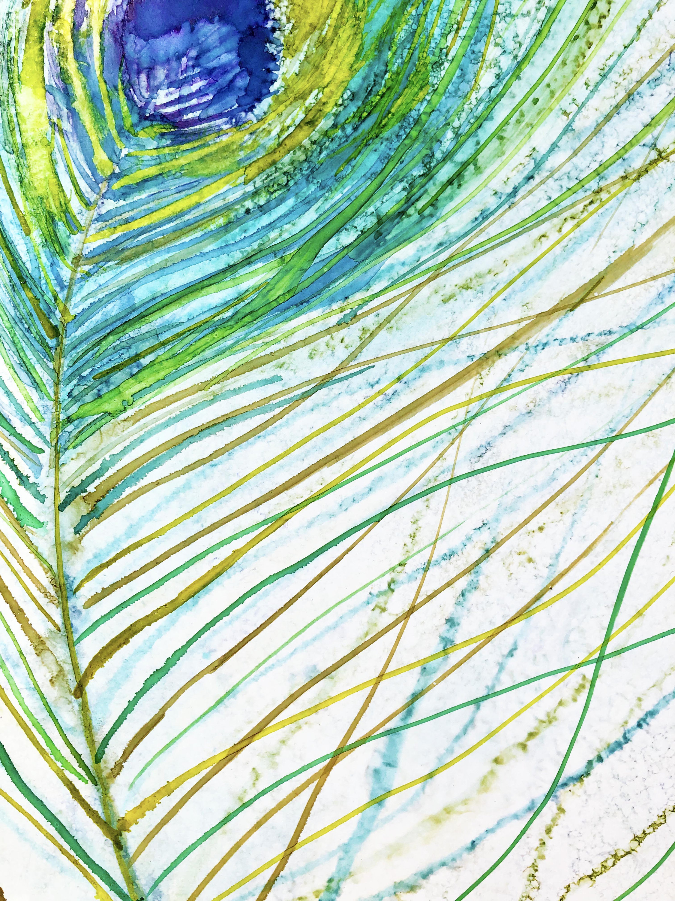 Peacock Feather : Fine Art Print - Etsy