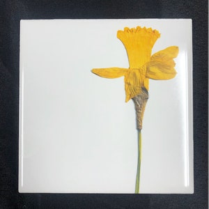 Daffodil Ceramic Tile : Indoor and Outdoor Use, Decorative Tiles - Etsy