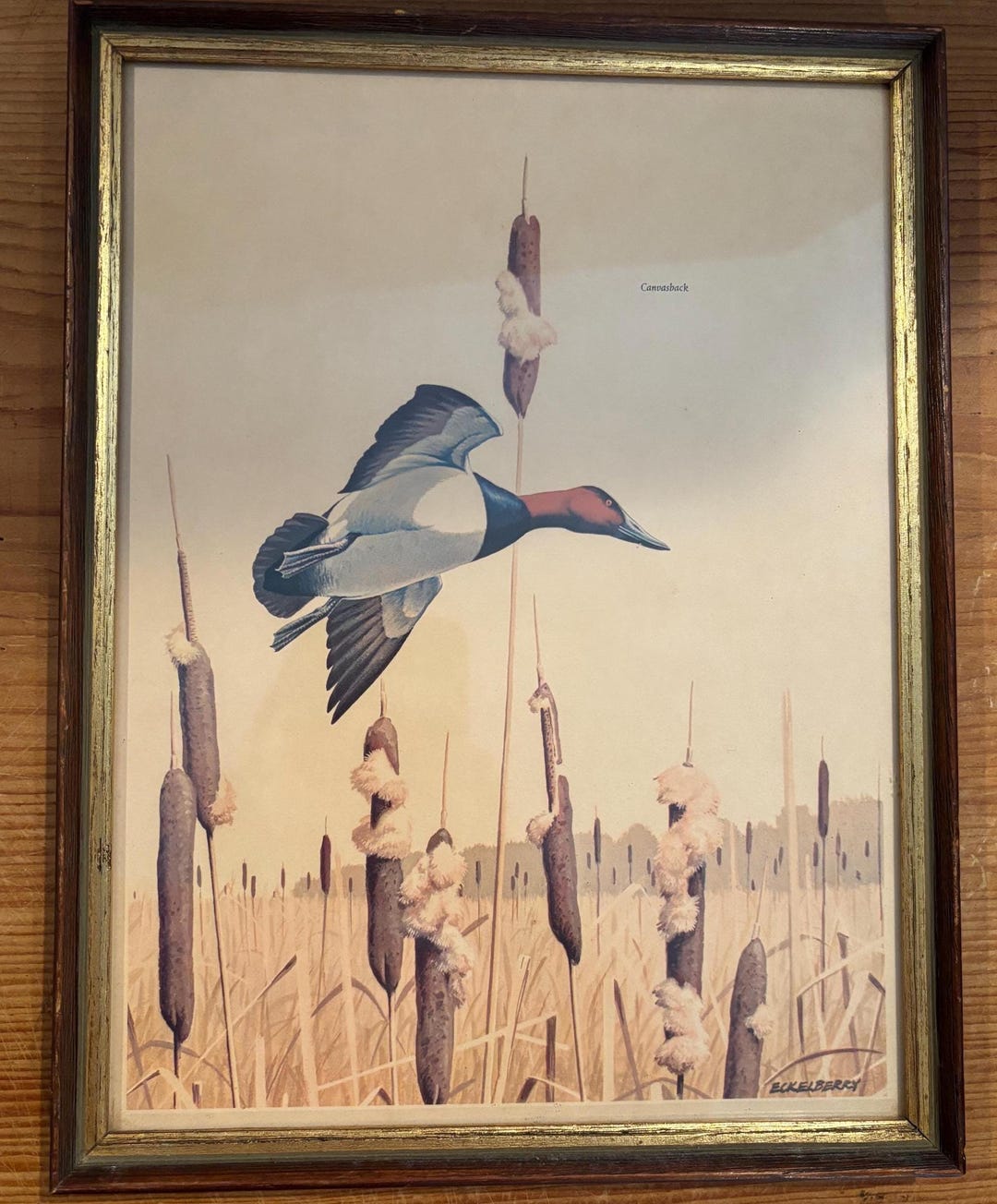 Vintage Canvasback Duck Art Print - Etsy