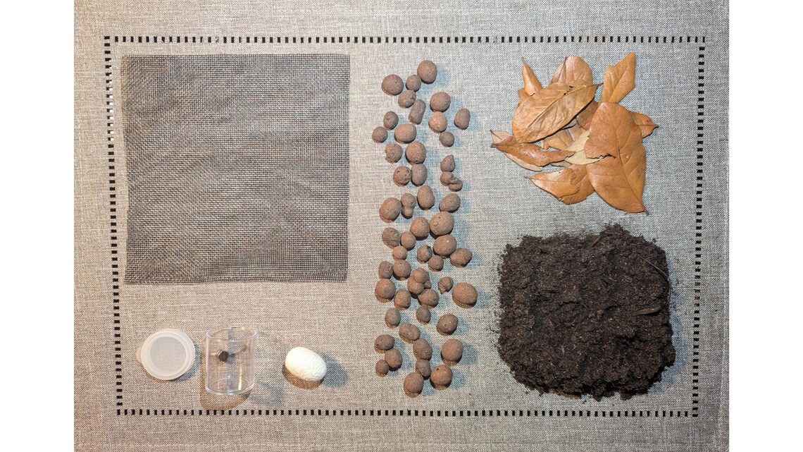 Jumping Spider Bioactive Starter Kit - Etsy