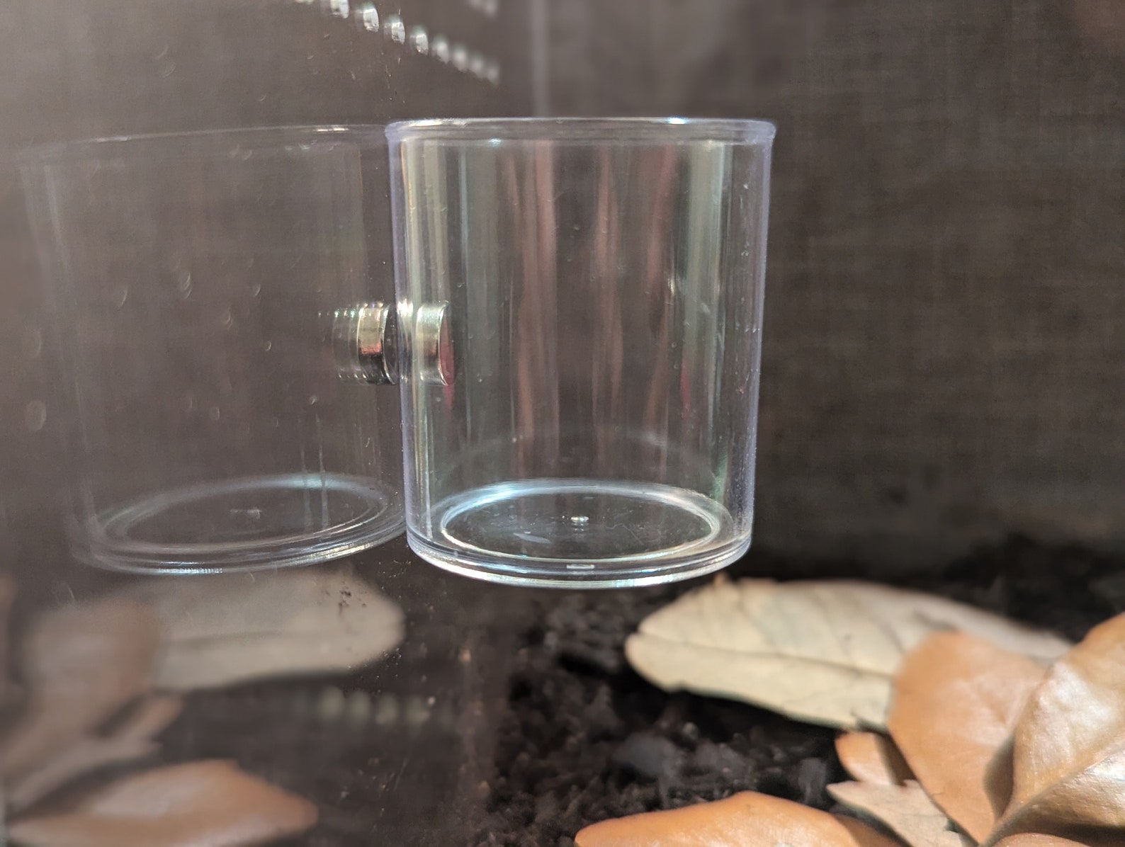 Jumping Spider Bioactive Starter Kit - Etsy