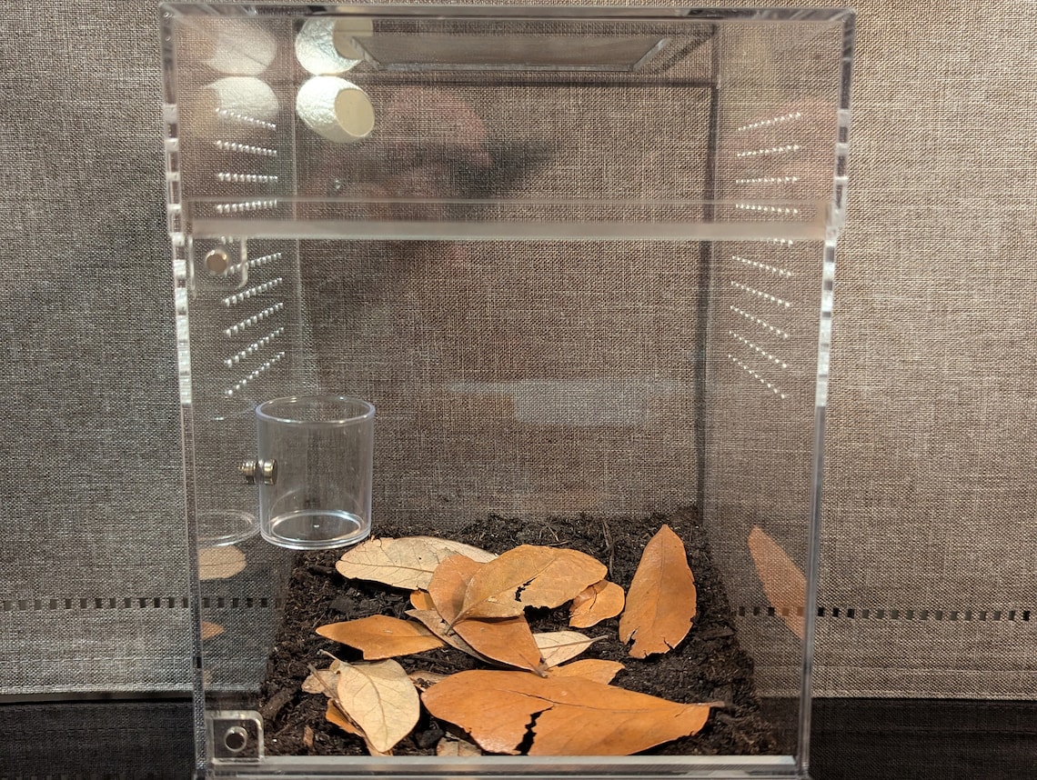 Jumping Spider Bioactive Starter Kit - Etsy