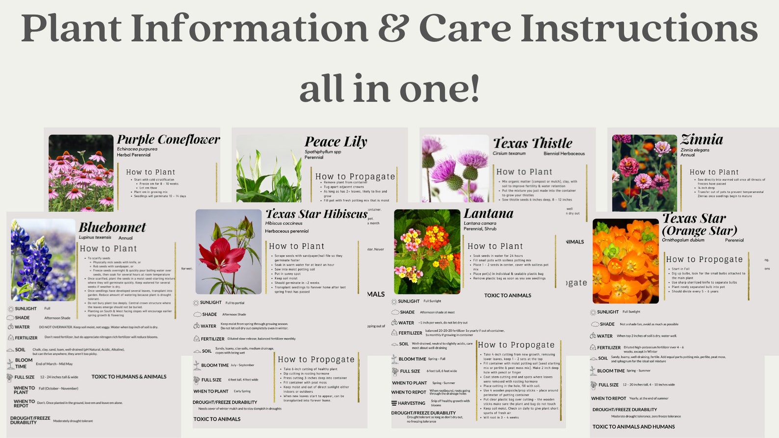 Wildflower Garden Plant ID & Care Cards - Etsy