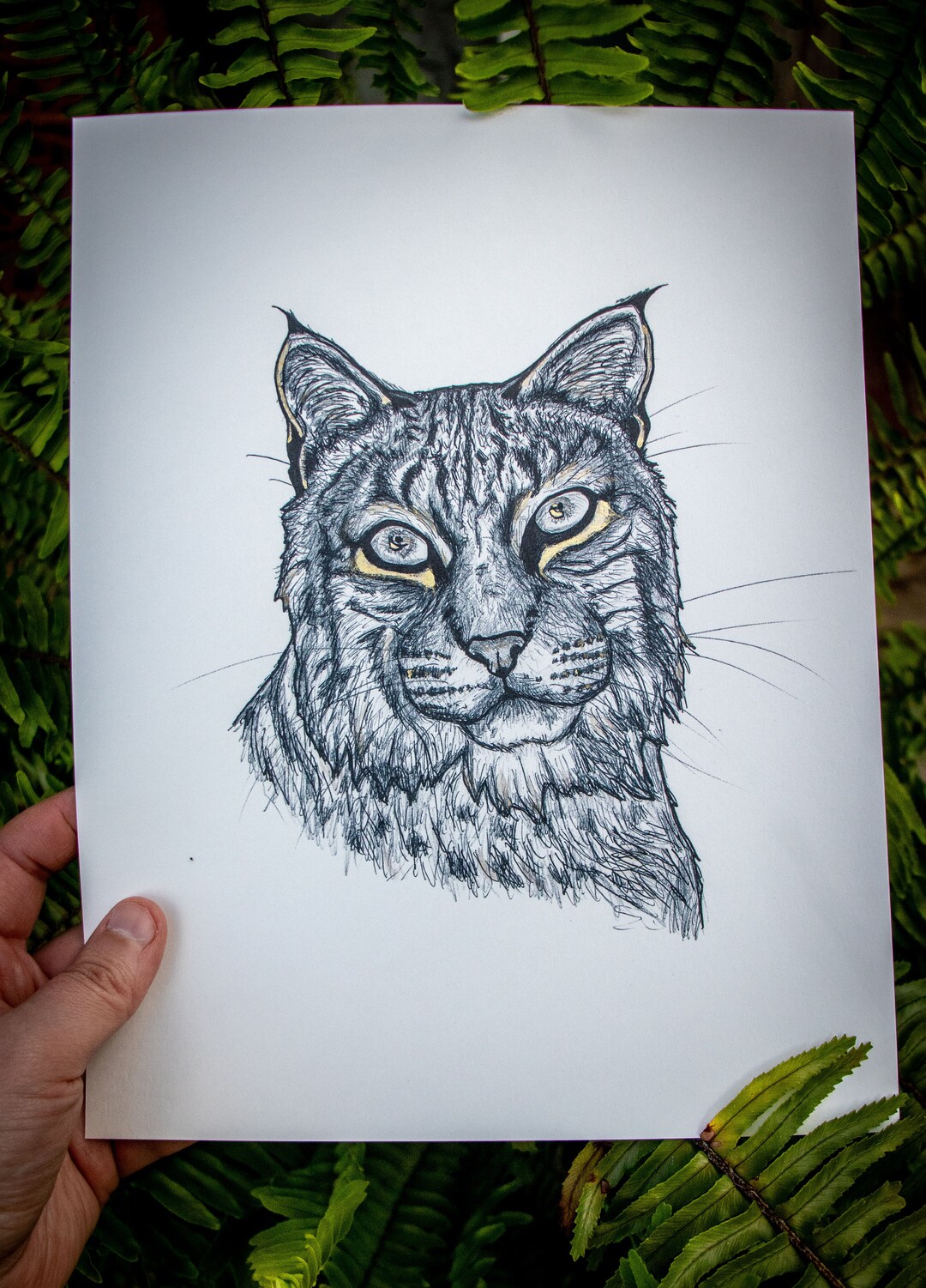 Bobcat: Hand-finished Print 8.5x11 - Etsy
