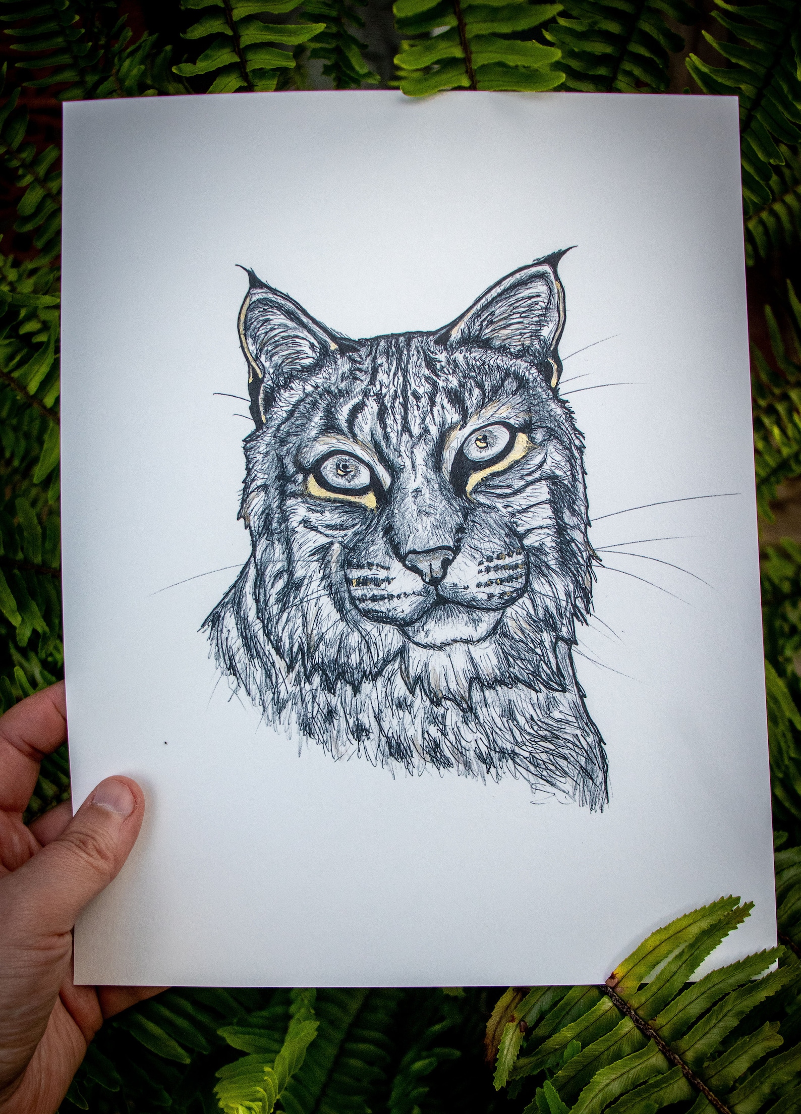 Bobcat: Hand-finished Print 8.5x11 - Etsy