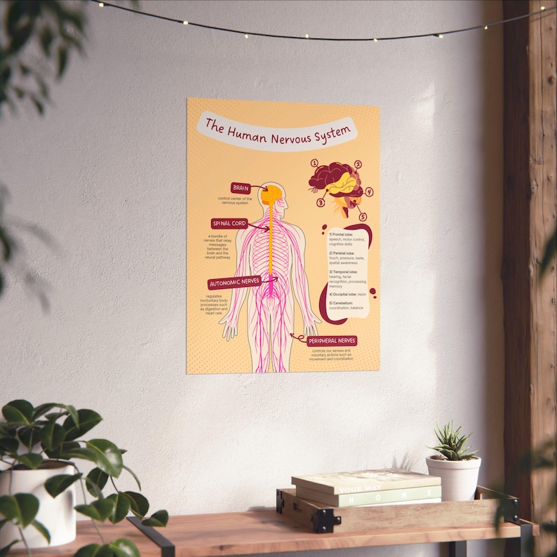 Educational Anatomy Poster for Classroom Decor, Human Nervous System ...