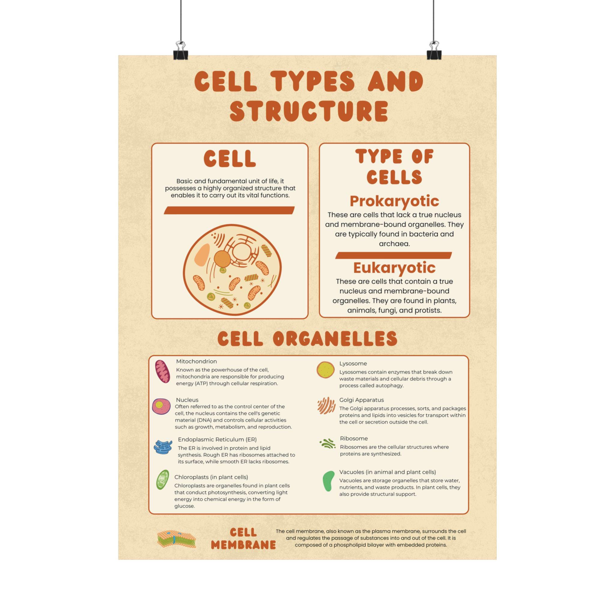 Educational Cell Types Poster, Science Poster for Classroom Decor ...
