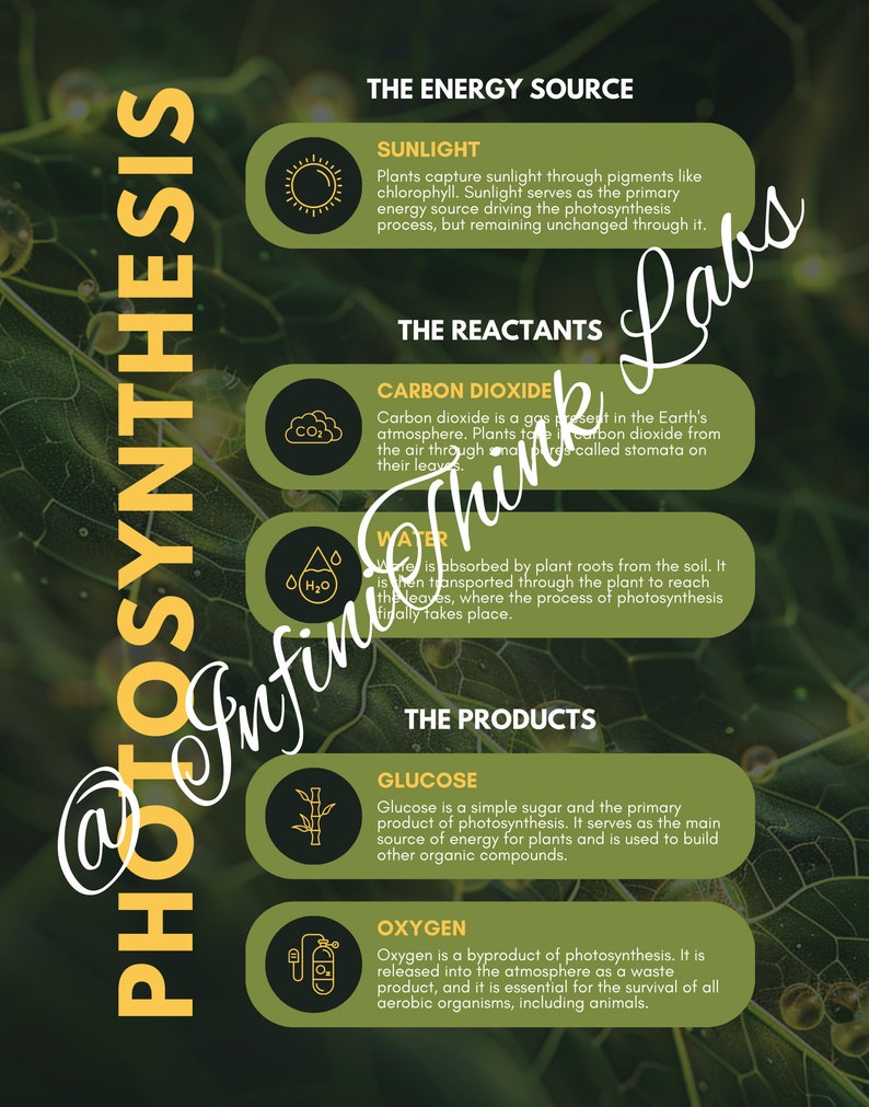 Digital Infographic Poster Photosynthesis Instant Download - Etsy