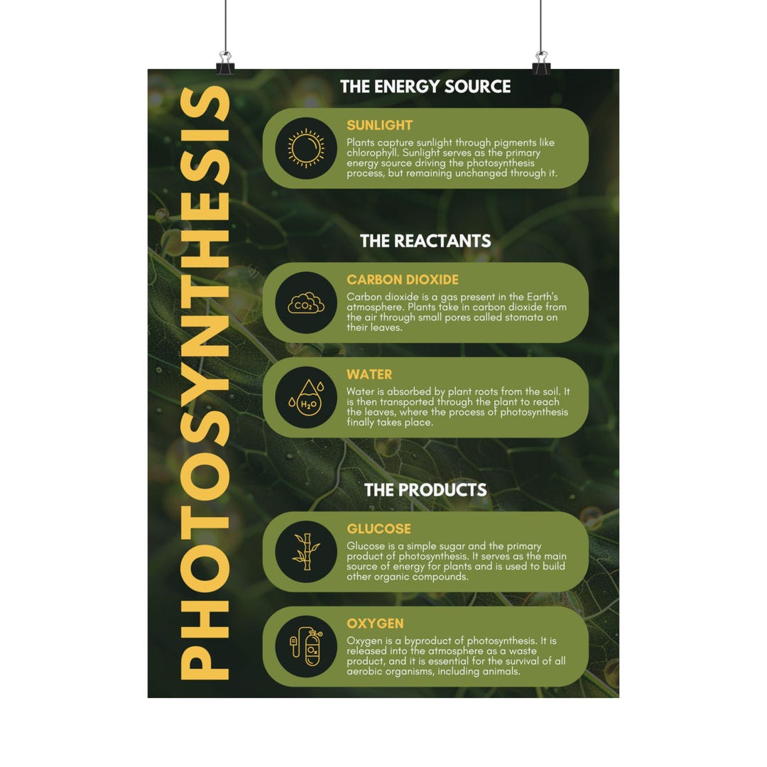 Photosynthesis Education Poster, Wall Art for Classroom Decor, Science ...