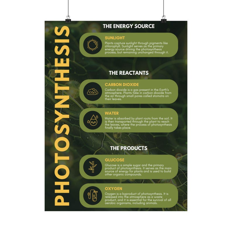 Photosynthesis Education Poster, Wall Art for Classroom Decor, Science ...