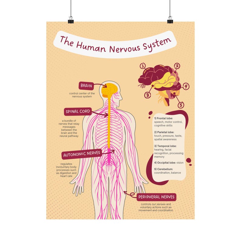 Educational Anatomy Poster for Classroom Decor, Human Nervous System Wall Art, Learning Decor ...
