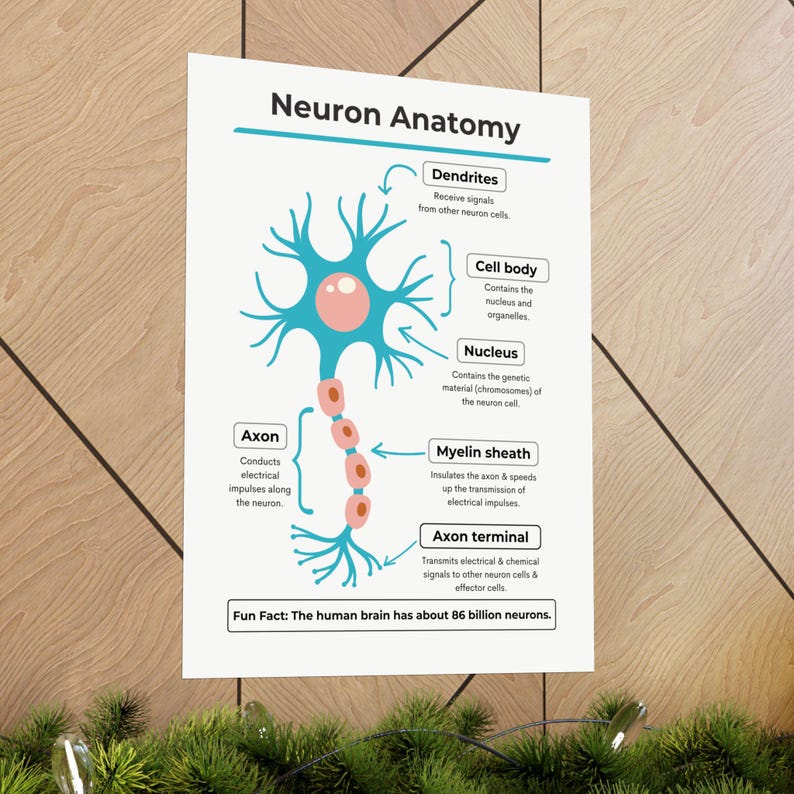 Science Neuron Anatomy Matte Vertical Poster 18x24, Classroom Decor ...