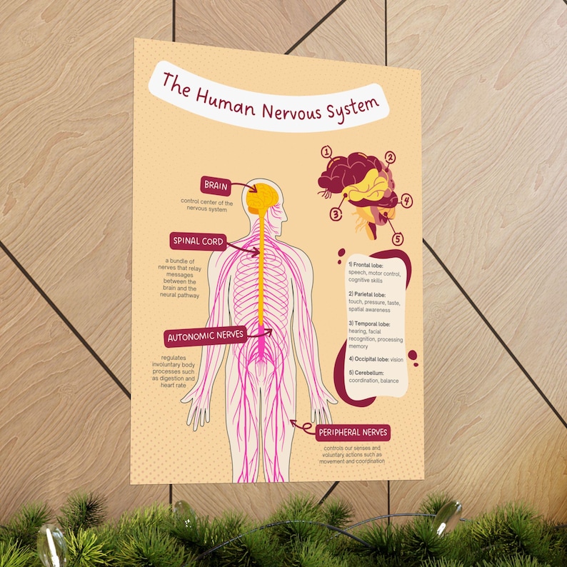 Educational Anatomy Poster for Classroom Decor, Human Nervous System ...