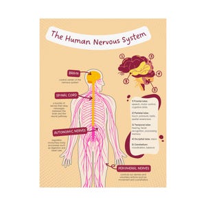 Educational Anatomy Poster for Classroom Decor, Human Nervous System ...