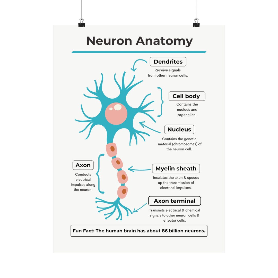 Science Neuron Anatomy Matte Vertical Poster 18x24, Classroom Decor ...