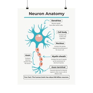 Science Neuron Anatomy Matte Vertical Poster 18x24, Classroom Decor ...