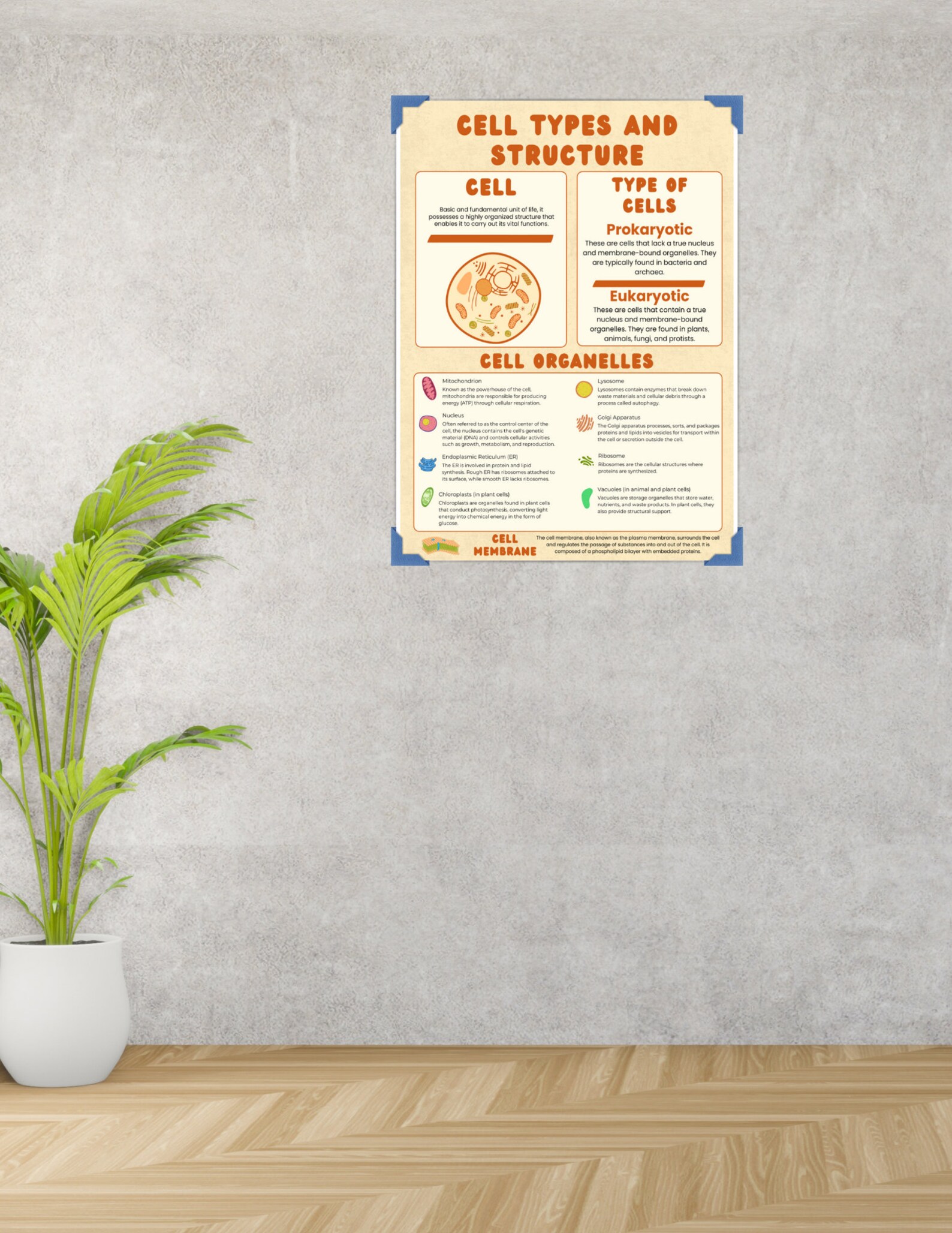 Digital Infographic Poster Cell Types and Structures Instant Download ...