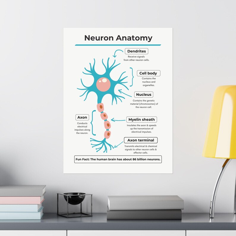 Science Neuron Anatomy Matte Vertical Poster 18x24, Classroom Decor ...