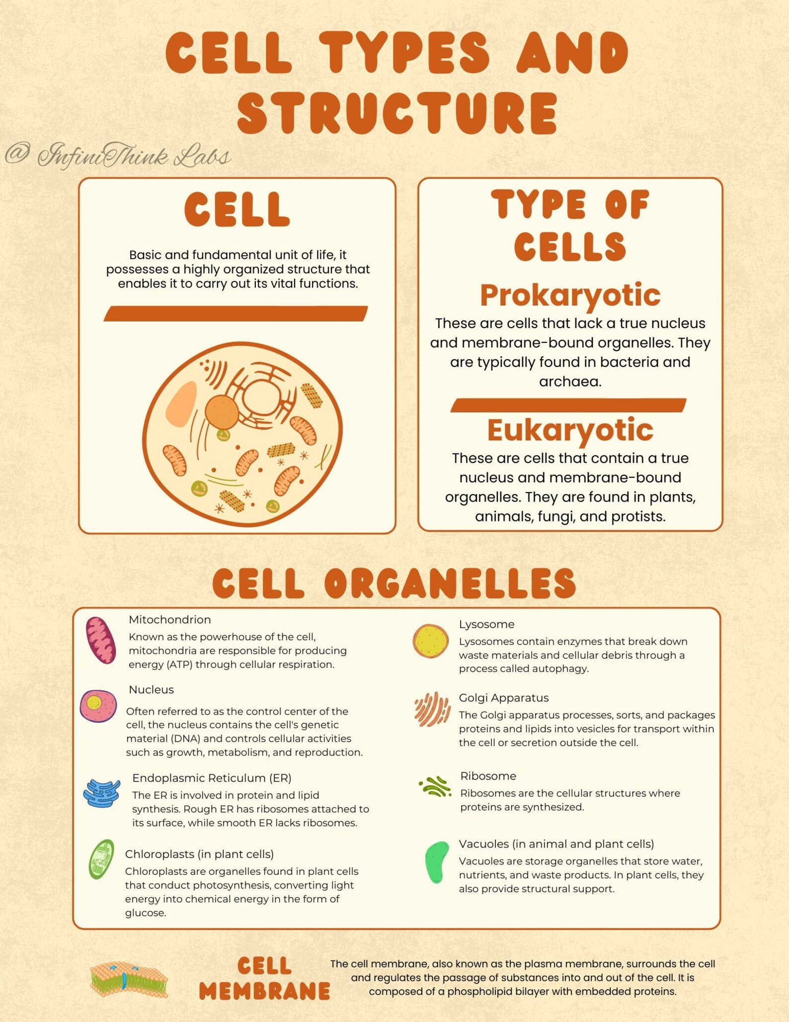Digital Infographic Poster Cell Types and Structures Instant Download ...