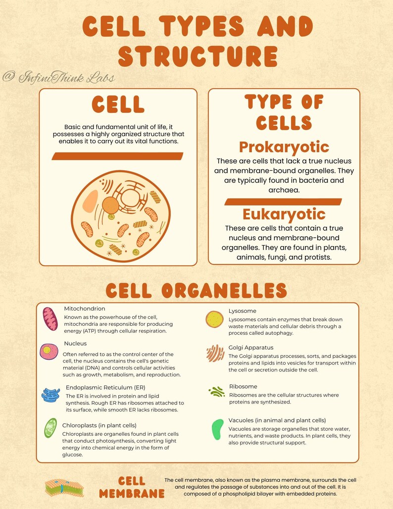 Digital Infographic Poster Cell Types and Structures Instant Download ...