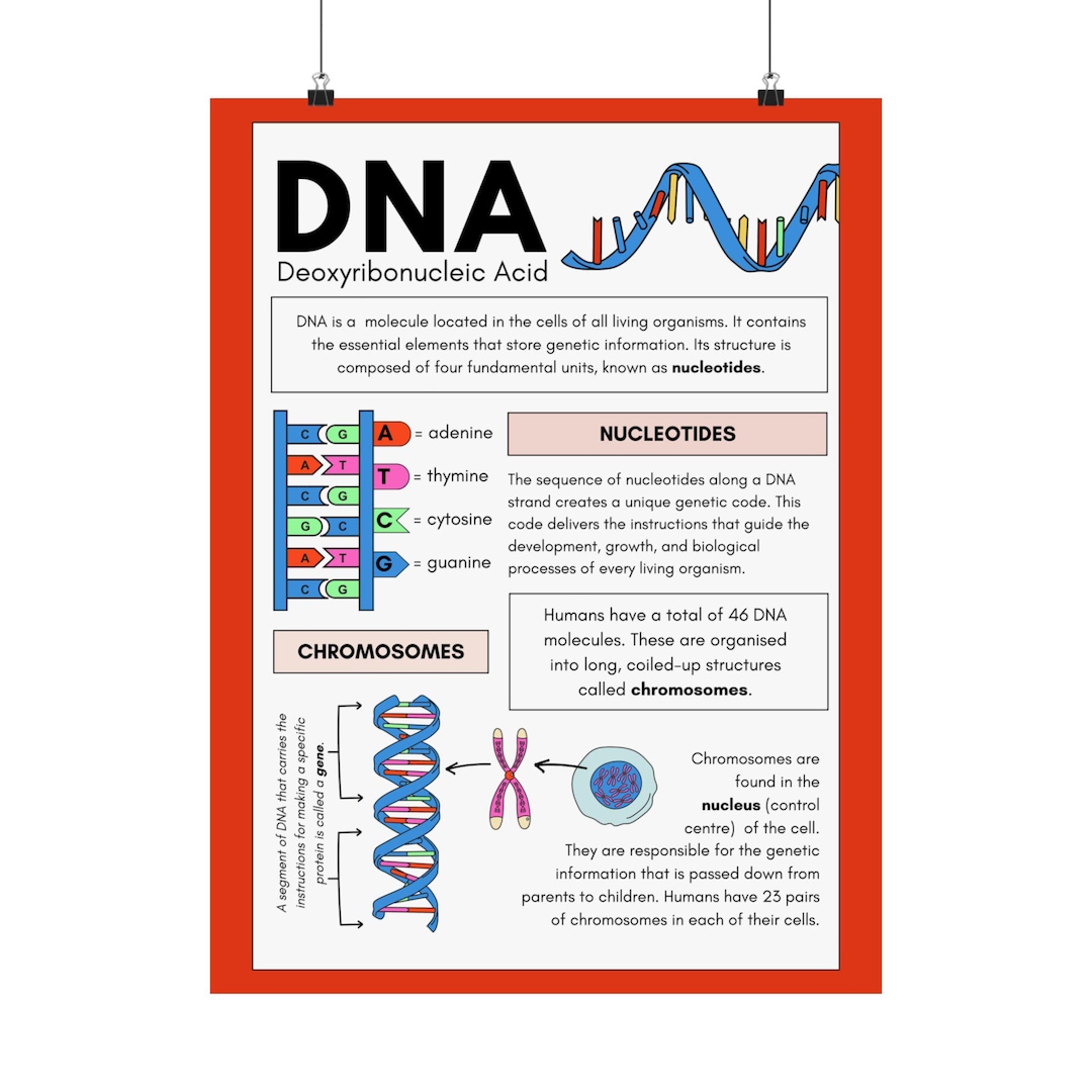 Educational DNA Biology Infographic Matte Poster 18 X 24 - Ideal Class ...
