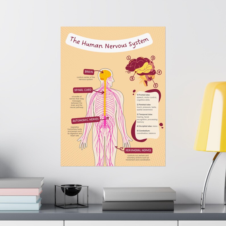 Educational Anatomy Poster for Classroom Decor, Human Nervous System ...