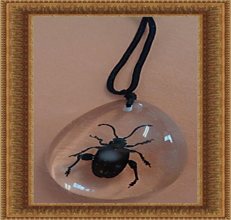 Amber Theme Real Bug/beetle/insect Design Necklace Unisex With Black ...