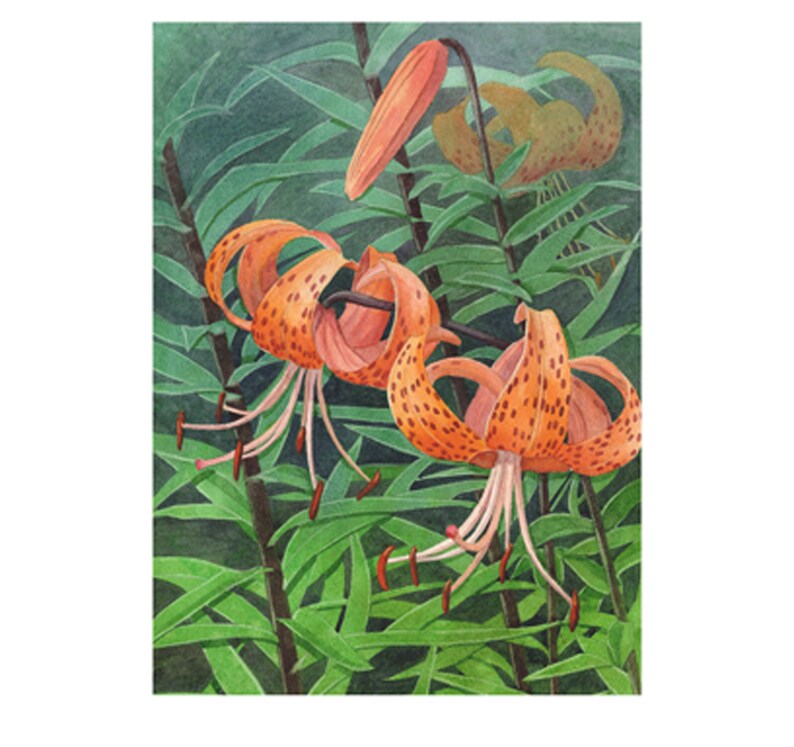 Floral Art Limited Edition Print tiger Lilies by Doris Wilbur-artist ...