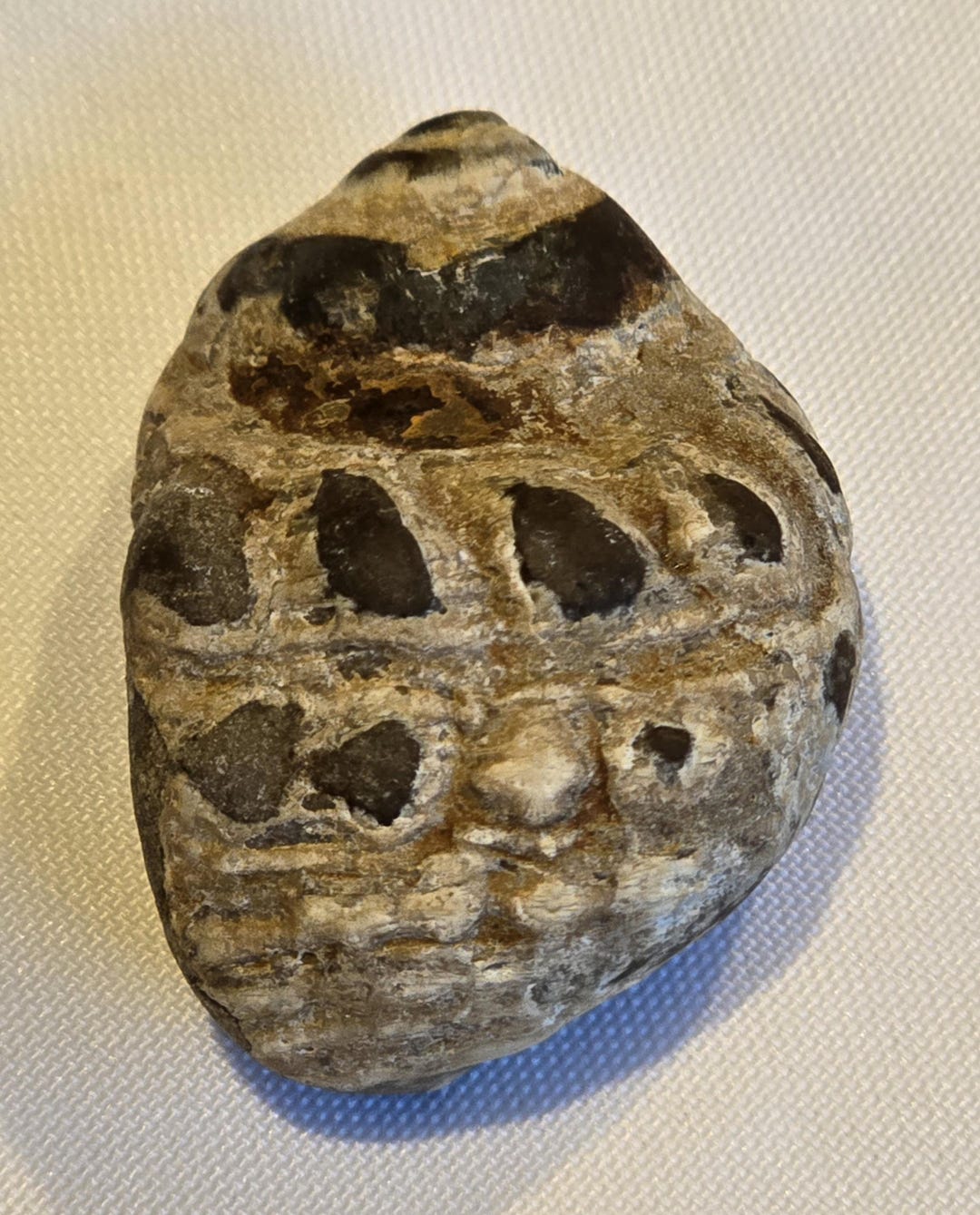 Shell Fossil - PNW Fossilized Shell - Etsy