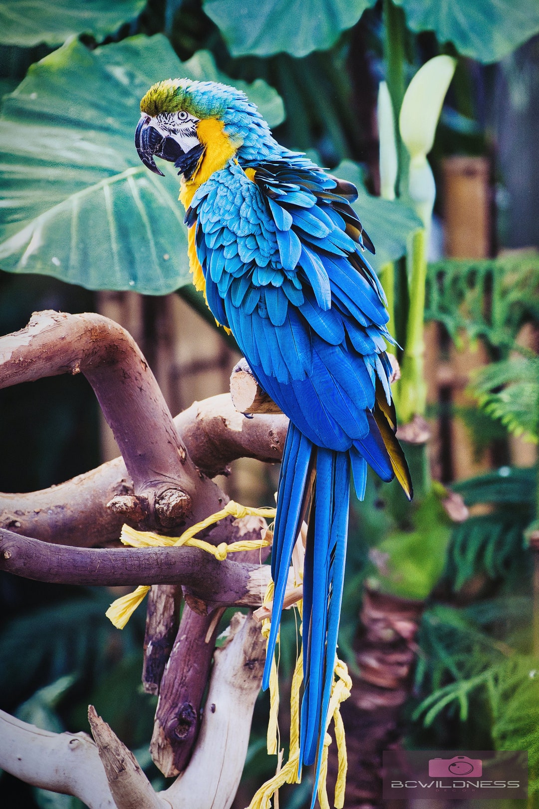 Digtial High Resolution Photographytropical Bird, Blue Macaw Printable ...