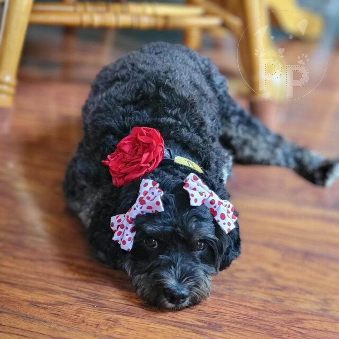 Dog Bow Headband, Polka Dot Dog Bows, Dog Hair Bows, Bows for Dogs ...